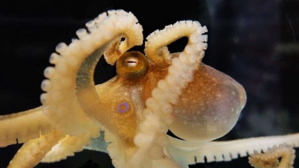 The California Two-Spot Is The First Octopus To Have Its Genome ...
