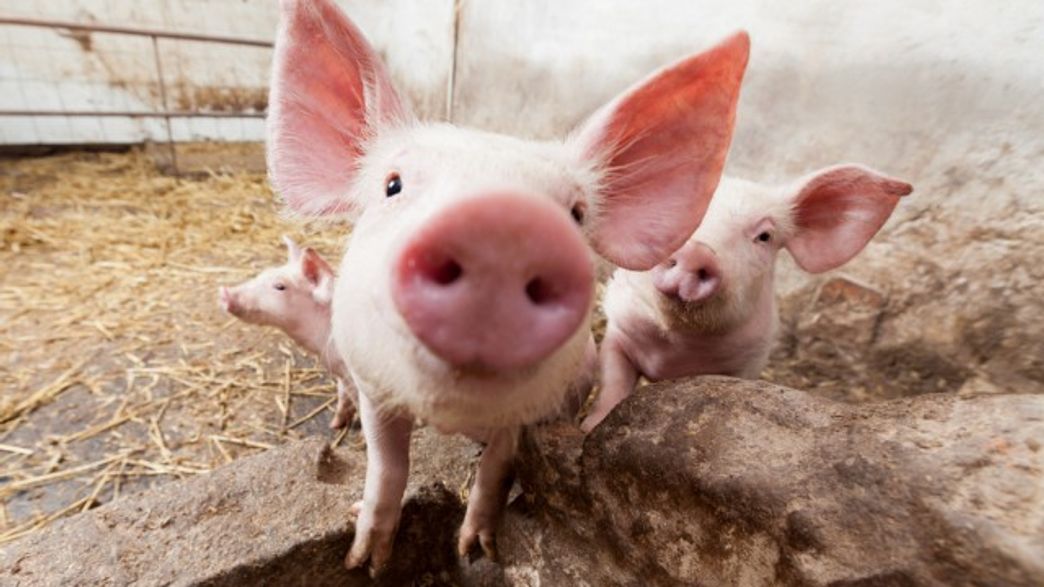 Researchers Are Developing GM Pigs For Animal-To-Human Organ Transplant ...