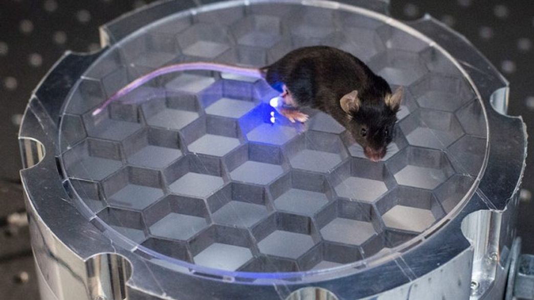 Researchers Use LED Device To Remotely Control A Mouse | IFLScience