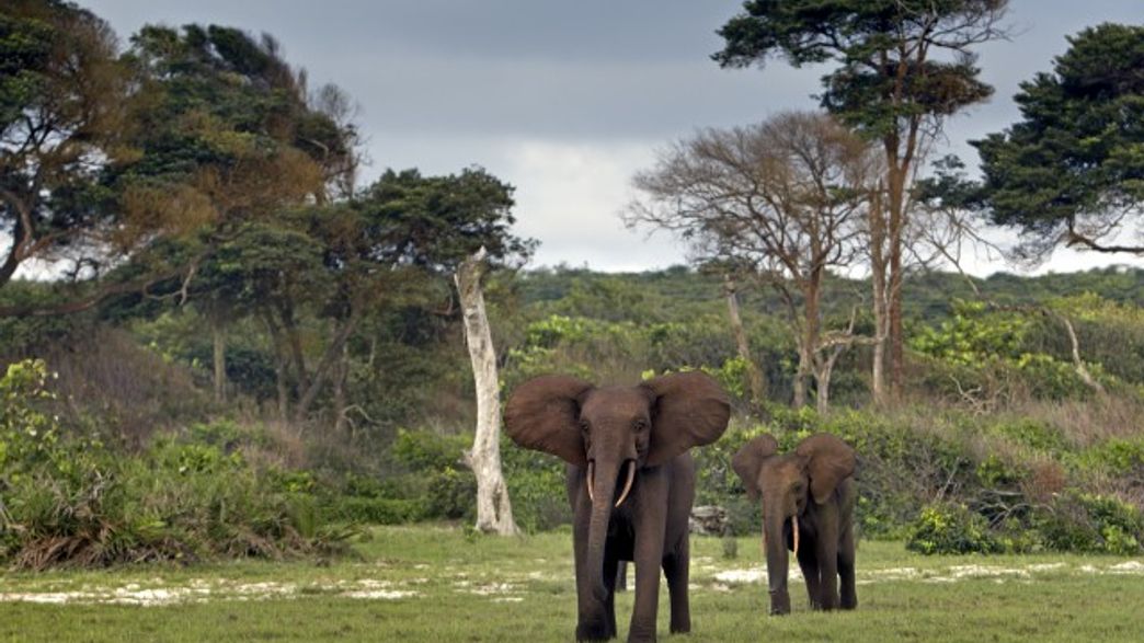 British Soldiers Sent To Gabon To Help Tackle Ivory Poaching | IFLScience