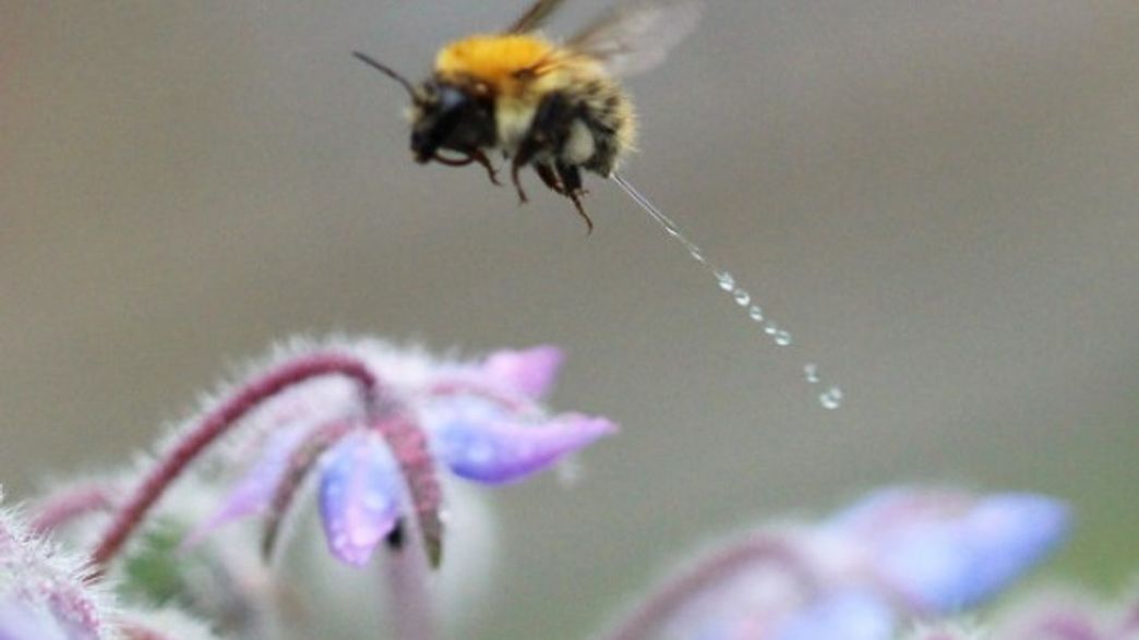 Photographer Captures Bee Peeing Mid-Flight | IFLScience