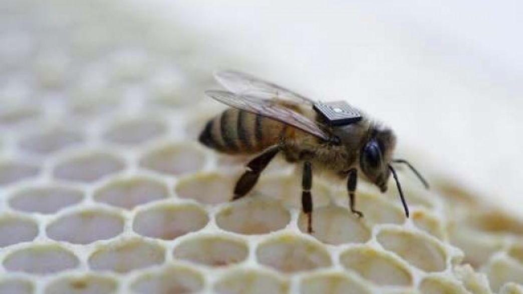 Scientists Fit Bees With Minuscule Sensors To Track Their Activity ...