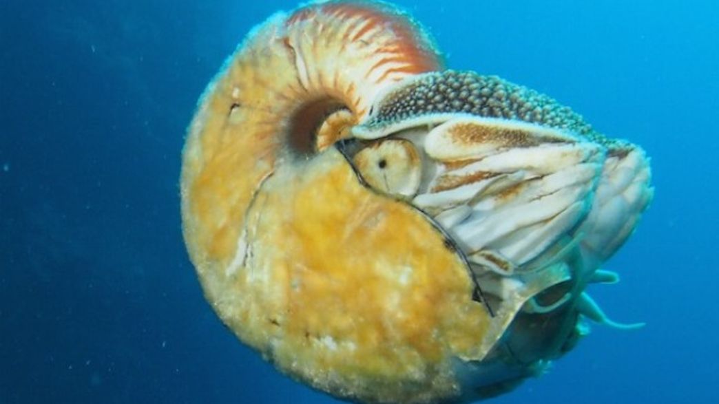 Rare, Hairy Nautilus Spotted For The First Time in 30 Years | IFLScience