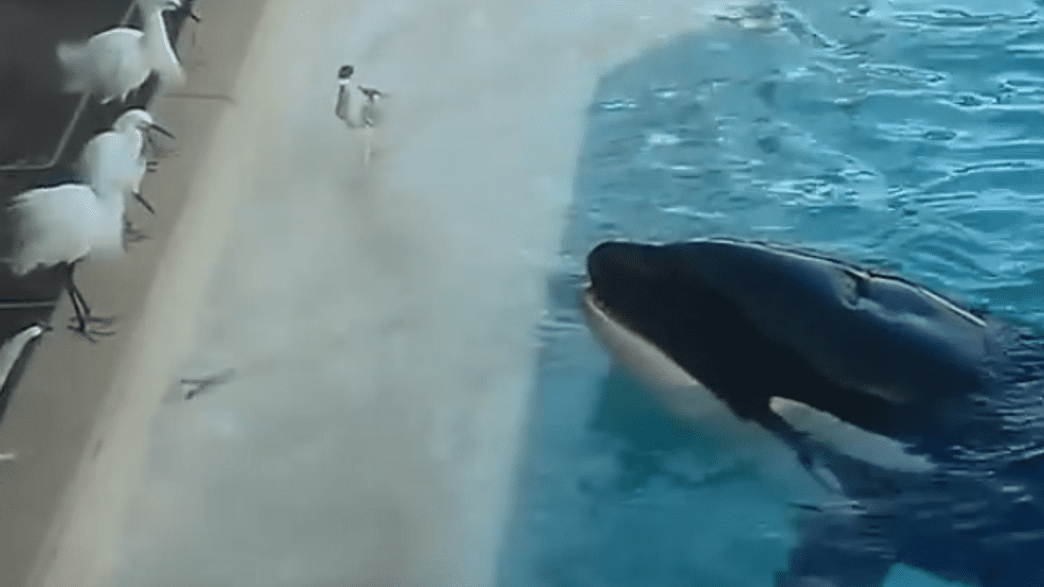 Watch How This Insanely Clever Orca Catches A Bird | IFLScience