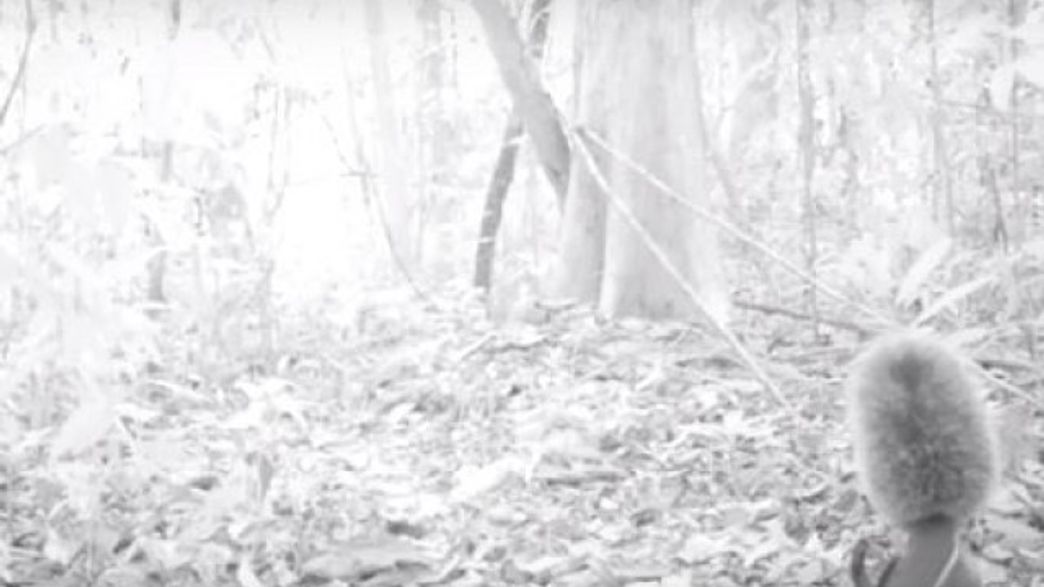 "Vampire" Squirrel Caught On Camera | IFLScience