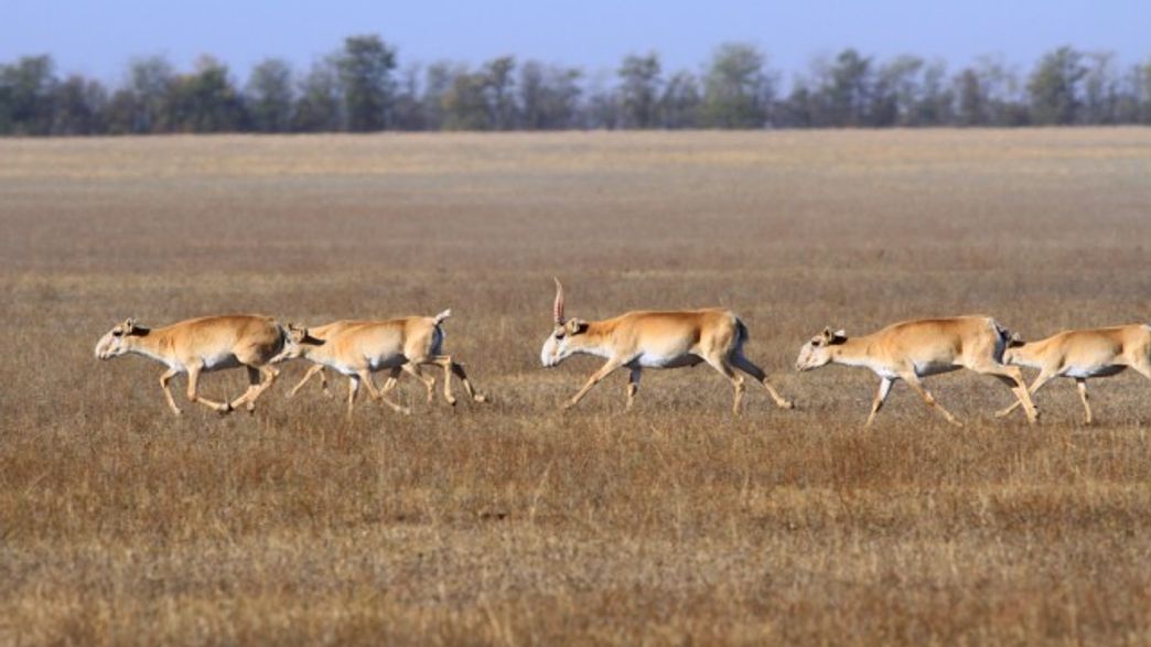 Second Inexplicable Die Off Of 60,000 Antelopes | IFLScience