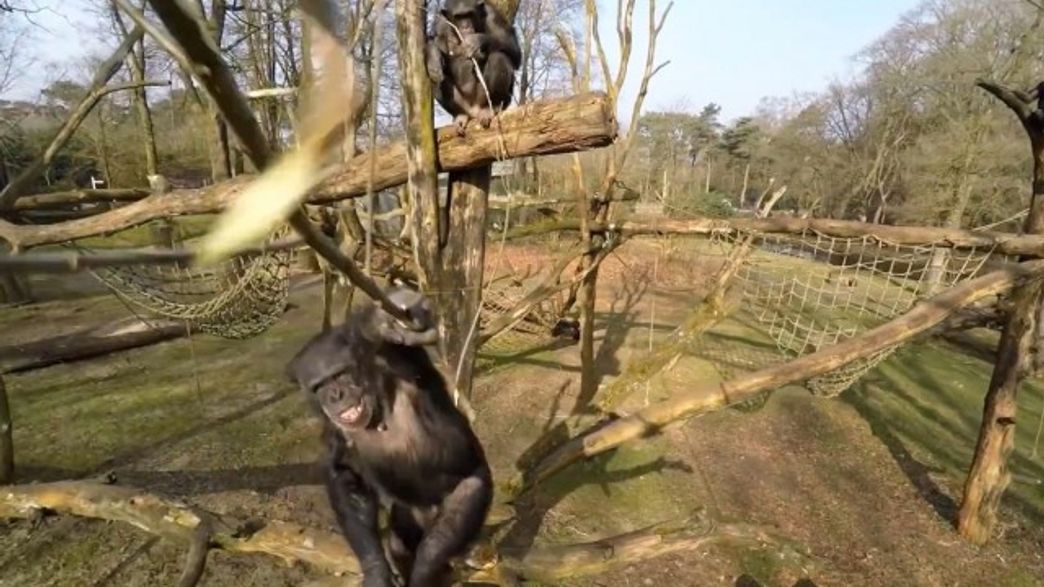 Drone-Smacking Chimp Shows Forward Planning Of Weapon Use | IFLScience