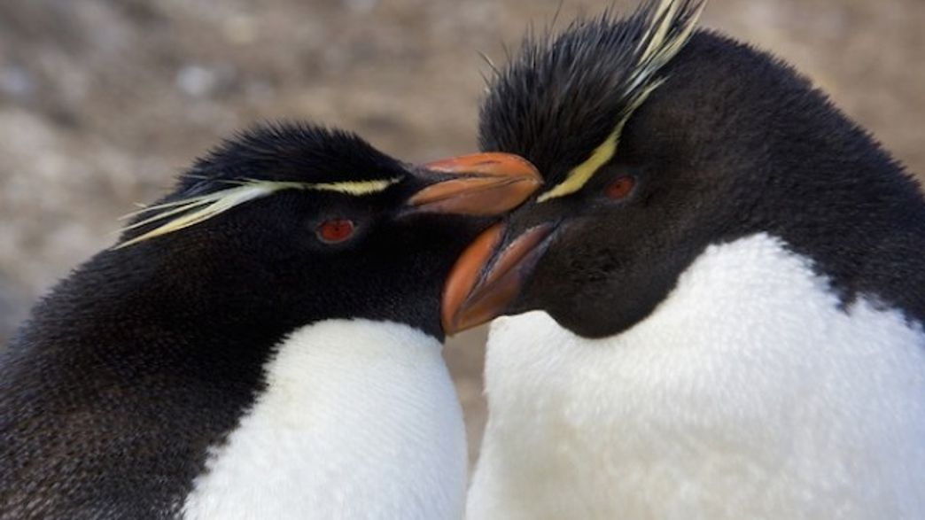 How Do Penguins Reproduce