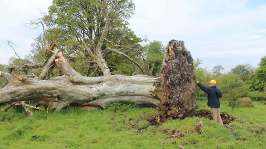 A Storm Knocked This Tree Over, And A Skeleton Was Found Hanging From ...