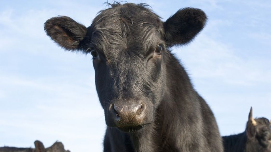 Cow Virus Now A Risk Factor For Breast Cancer | IFLScience