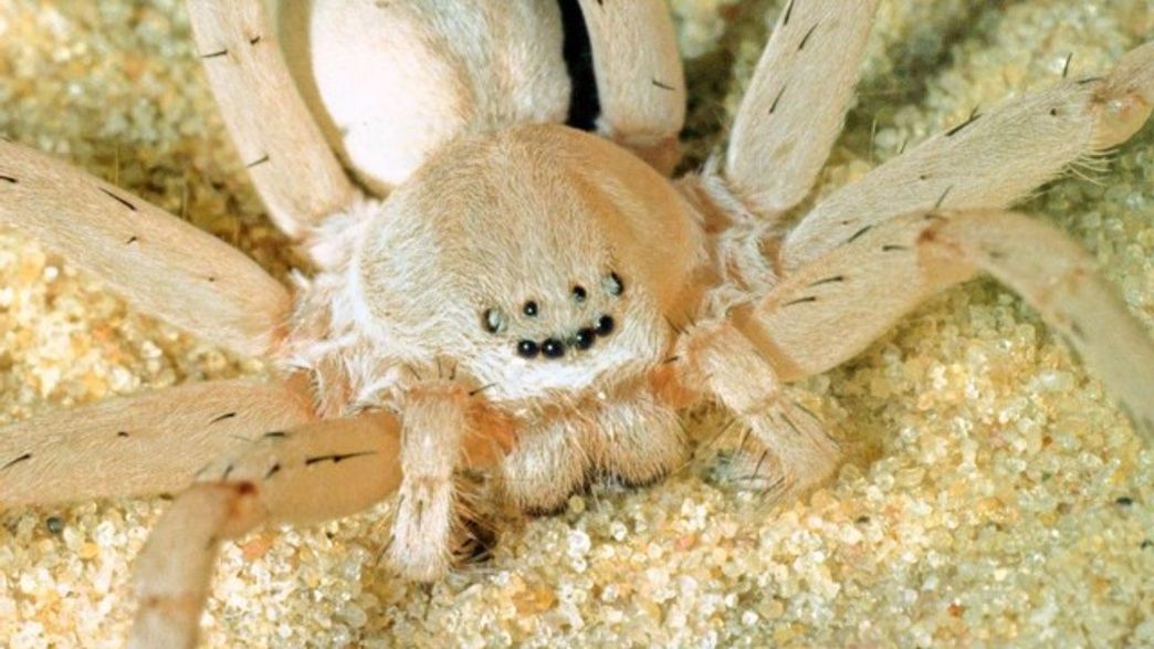 Four New Spider Species Found In Southern Africa | IFLScience