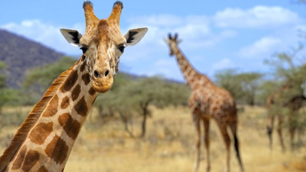 Giraffes Hum At Night | IFLScience