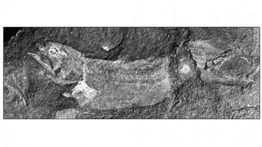 Ancient New Genus Of Coelacanth Discovered | IFLScience