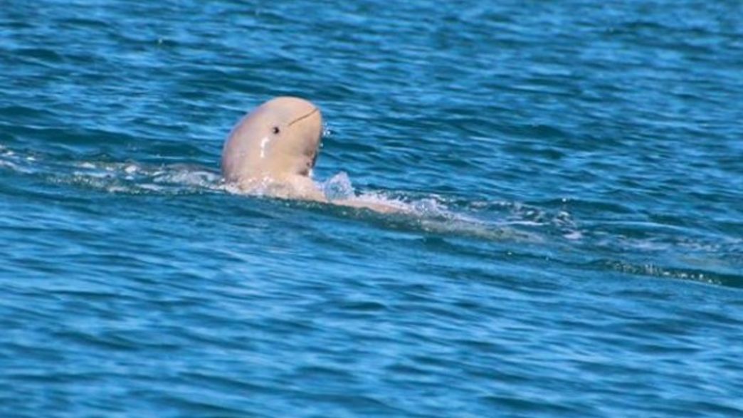 Bizarre Snubfin Dolphin Spotted | IFLScience