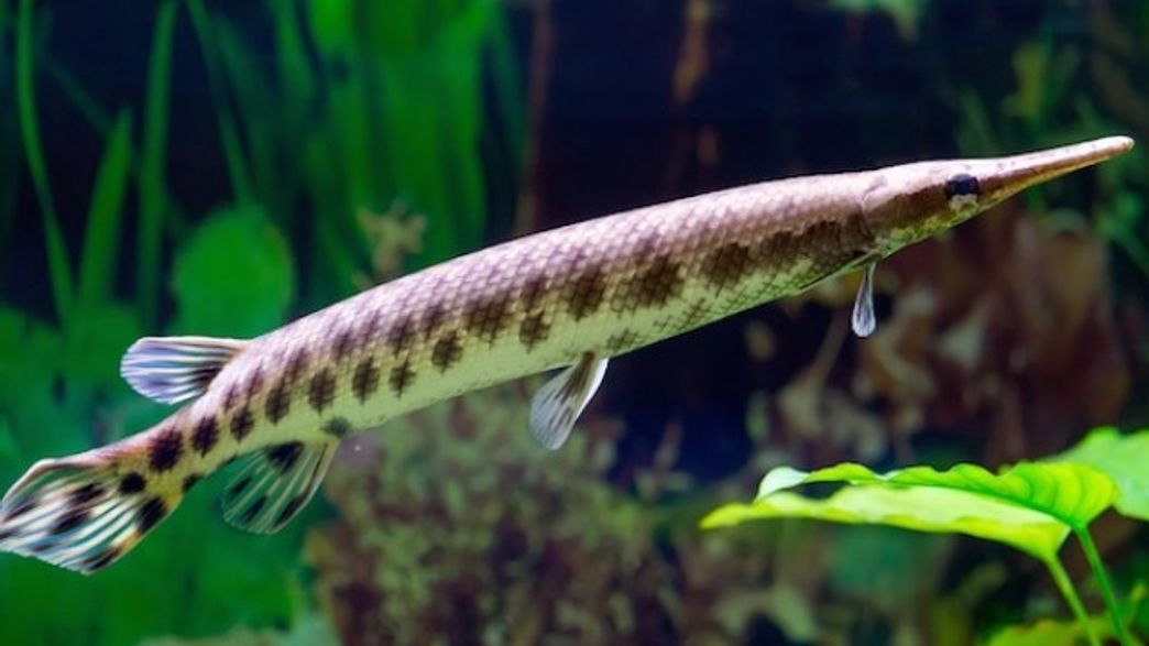 Tooth Enamel Could Have Originated On Prehistoric Fish Scales | IFLScience