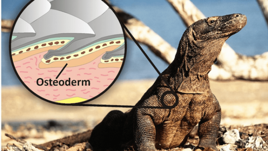 Early Australians Overlapped With Giant, Predatory Lizards | IFLScience