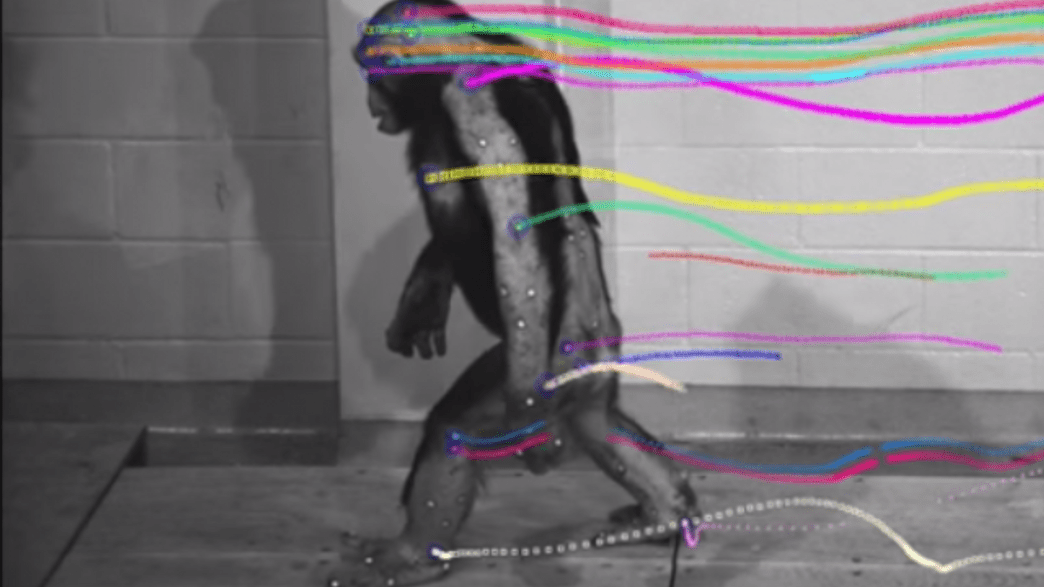 Chimps Walk Bipedally In A Similar Way To Humans | IFLScience