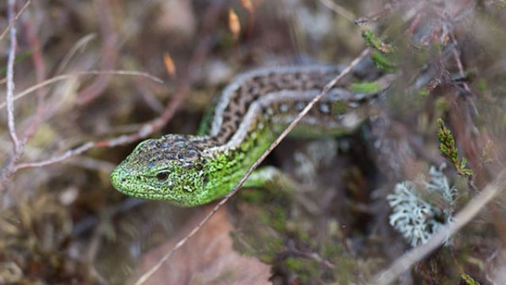 Swedish Lizard Babies Survive Better With Warmer Temperatures | IFLScience