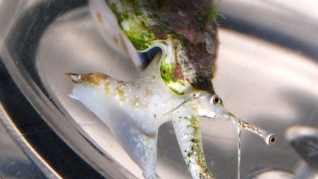 Jumping Snails Prevail In Warm, Acidic Waters | IFLScience