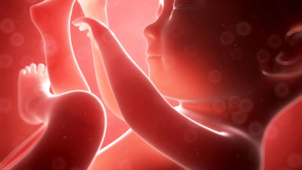 First In-Womb Stem Cell Clinical Trial Announced | IFLScience