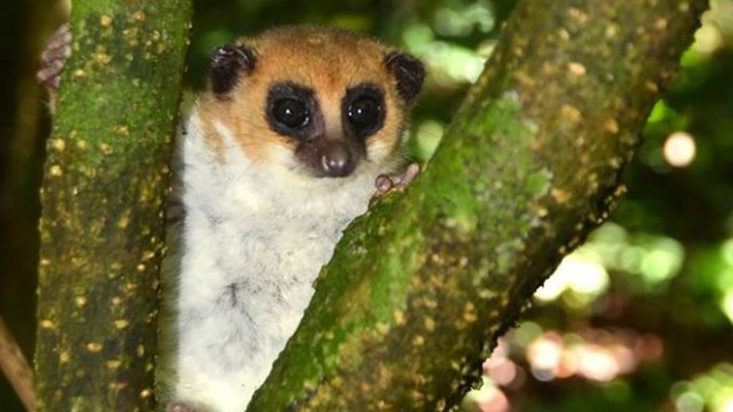 Diabo Lemure No. 5: Nosy Ankao, Madagascar By Kathryn Romeyn