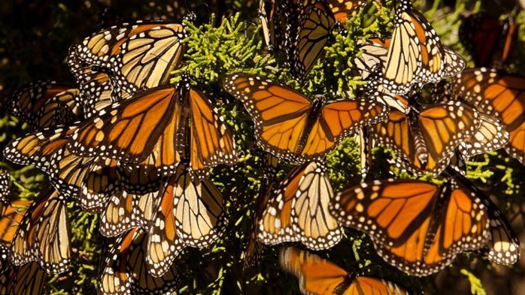 Plant Fungi Impact How Monarch Butterflies Fight Disease | IFLScience