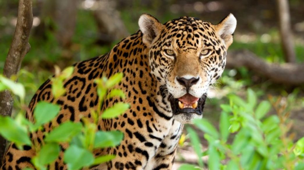 Tubby Jaguar "Too Fat To Breed," According To His Keepers | IFLScience
