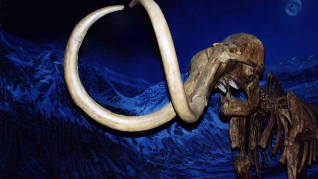 Tusks Tell The Tale Of Mammoth Extinction | IFLScience