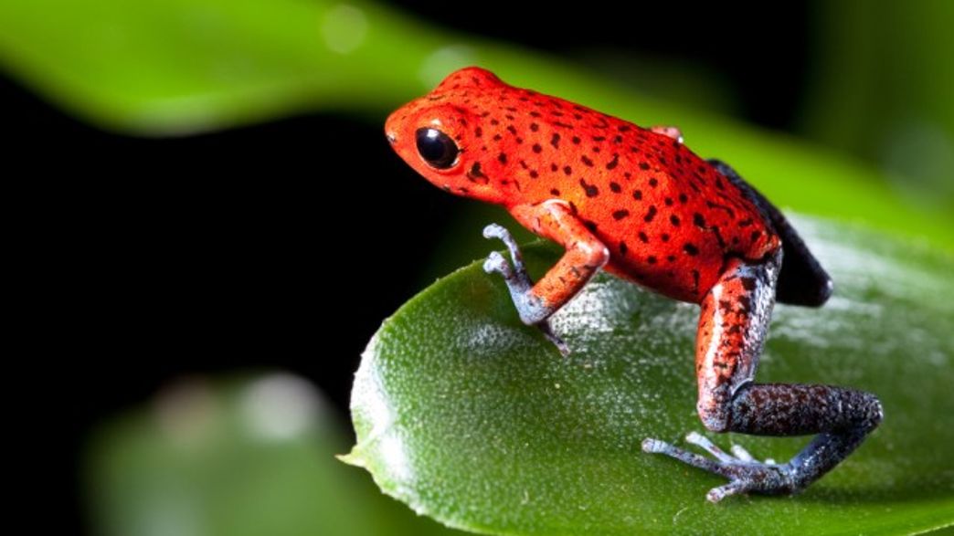Poisonous Frogs Are More Susceptible To Extinction | IFLScience