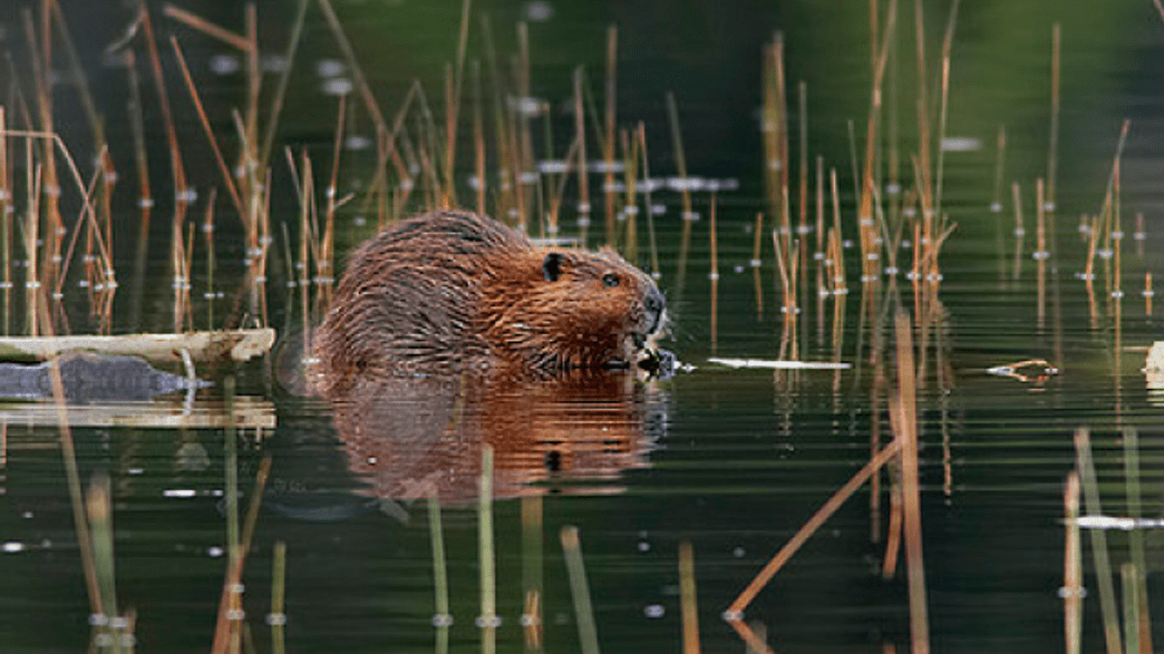 Beavers Are Awesome For Ecological Conservation | IFLScience