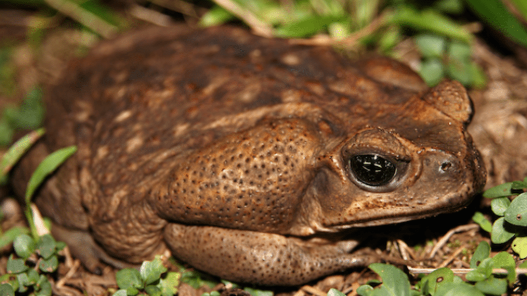 Native Predators May Benefit From Preying On Invasive Species | IFLScience