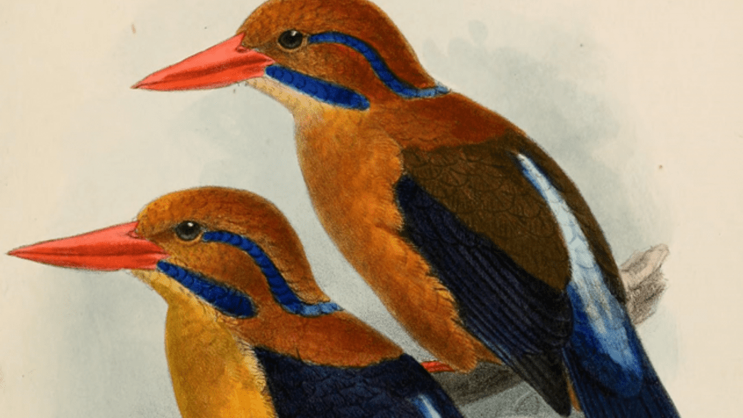 Why One Scientist Killed A Bird That Hadn't Been Seen For Half A ...