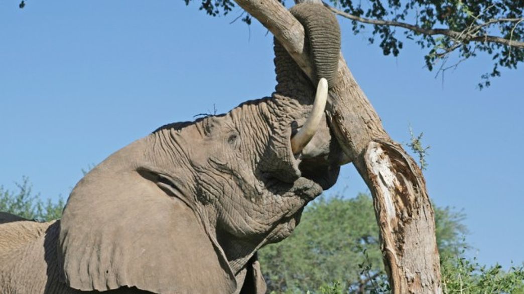 The Loss Of Large Herbivores Can Alter Ecosystems For Thousands Of ...