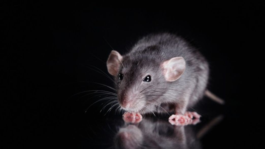 Existing Drug Rejuvenates Brains Of Elderly Rats | IFLScience