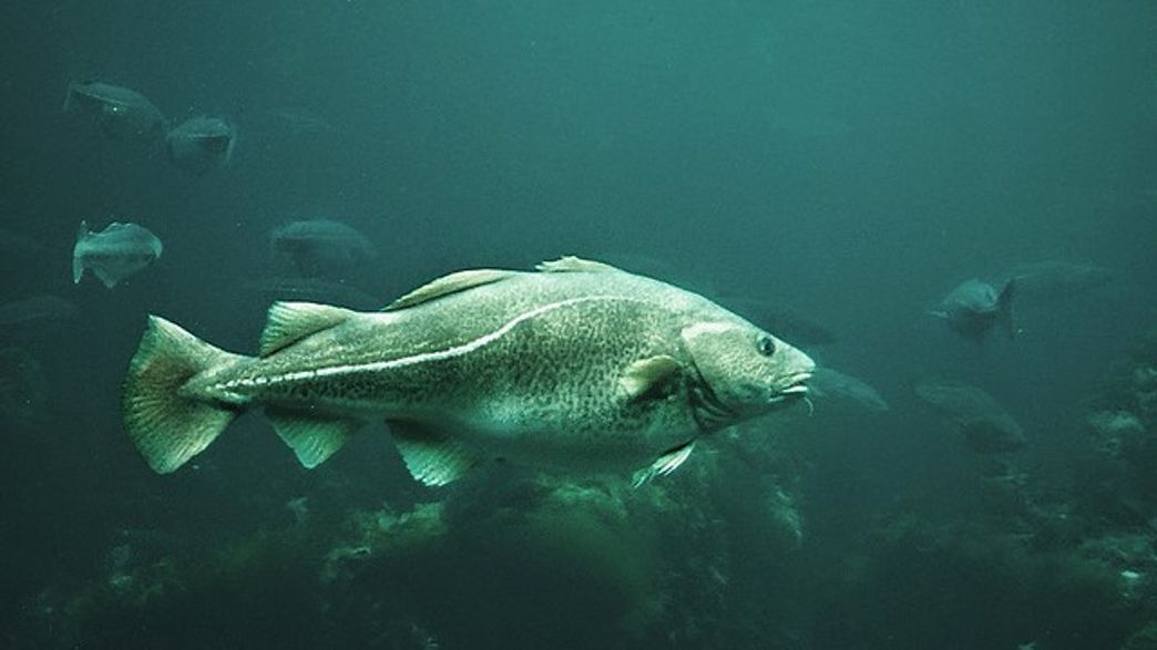 Cod Stocks Off Canada's Eastern Coast Making A Comeback | IFLScience