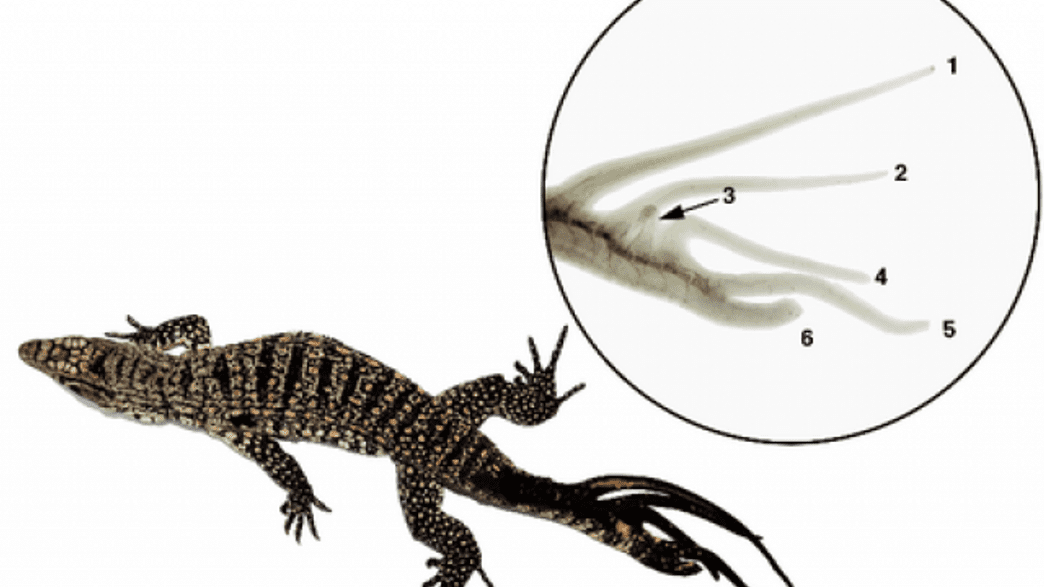 Lizard Grows Six Tails At Once, Setting A New World Record | IFLScience