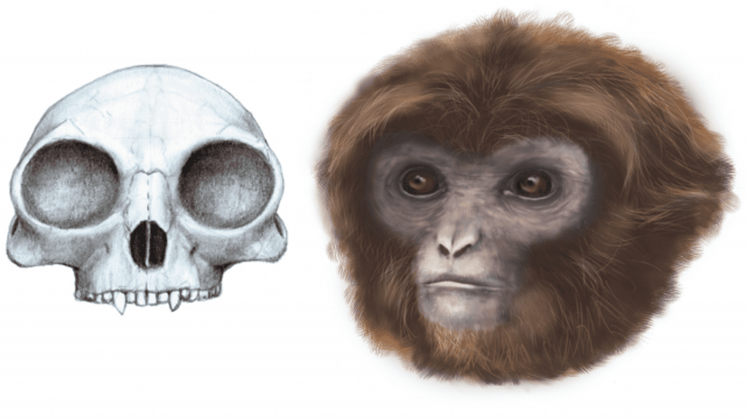 New Fossil Suggests We Had A Gibbon-Like Early Ancestor | IFLScience