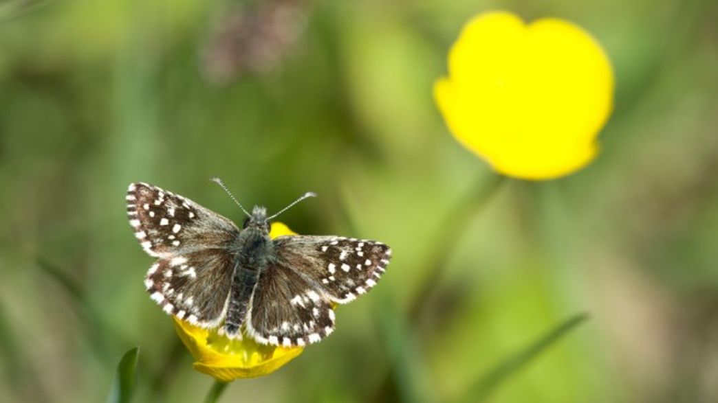 Different Butterflies And Moths Experience Climate Change Differently ...