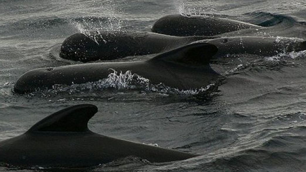 Fatal Whale Attack Reveals The ‘Dark Side’ Of Dolphins | IFLScience