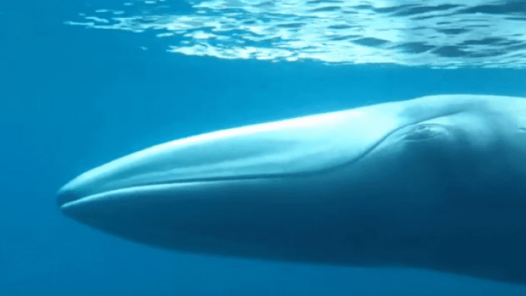 Watch The First Ever Video Of The World's Most Elusive Whale | IFLScience