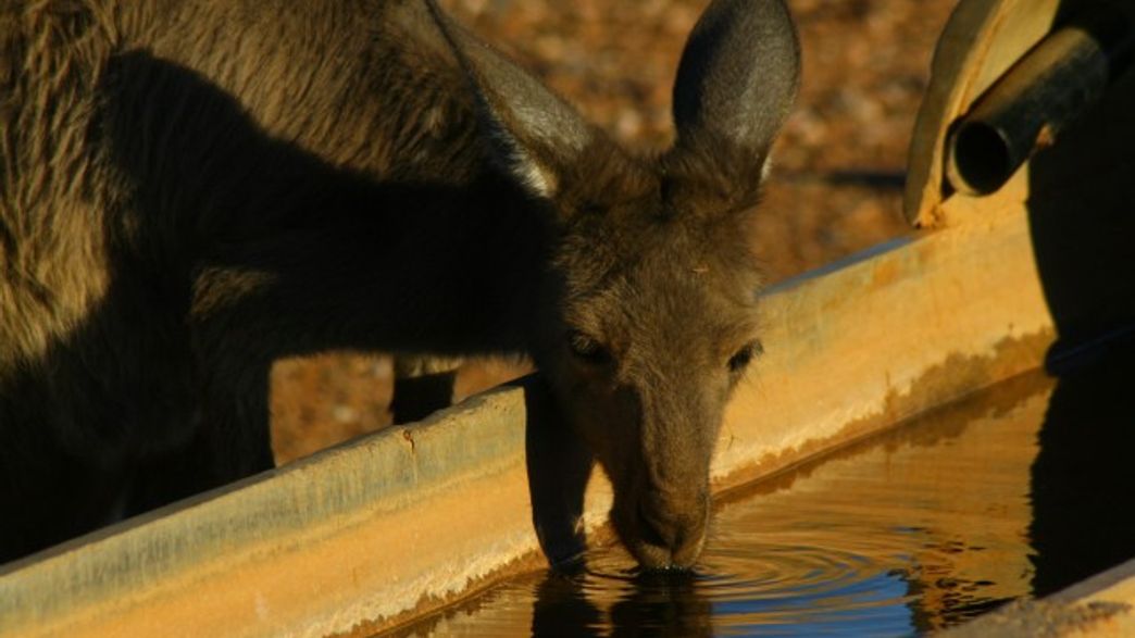 Discovery That Kangaroos Fart Too Suggests They Play A Role In Methane ...