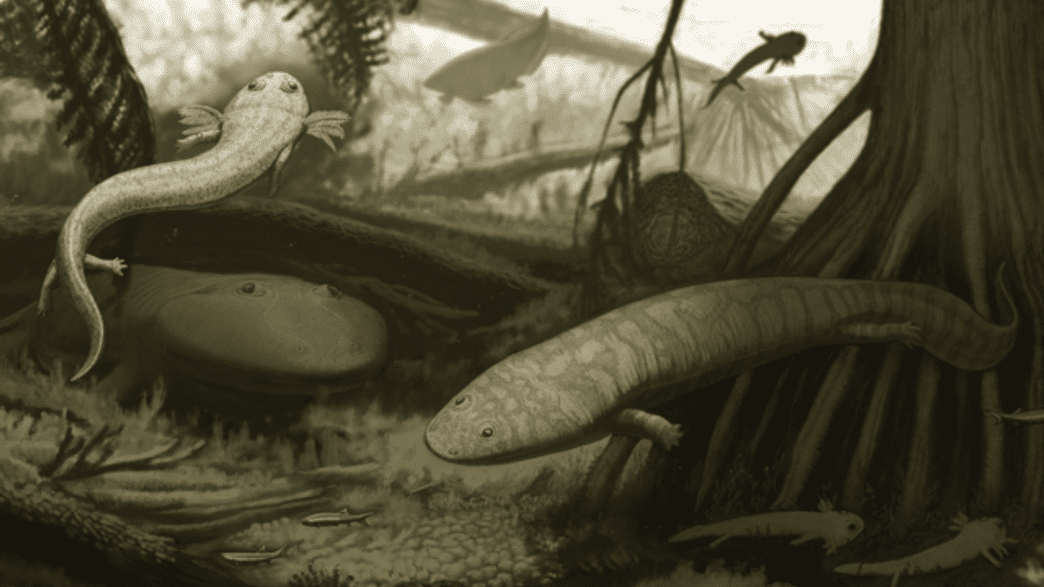 Eel-Like Amphibian 278 Million Years Old With Fangs Found In Brazil ...