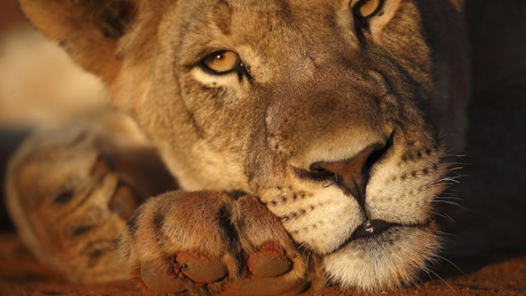 Lion Gets A CAT Scan | IFLScience