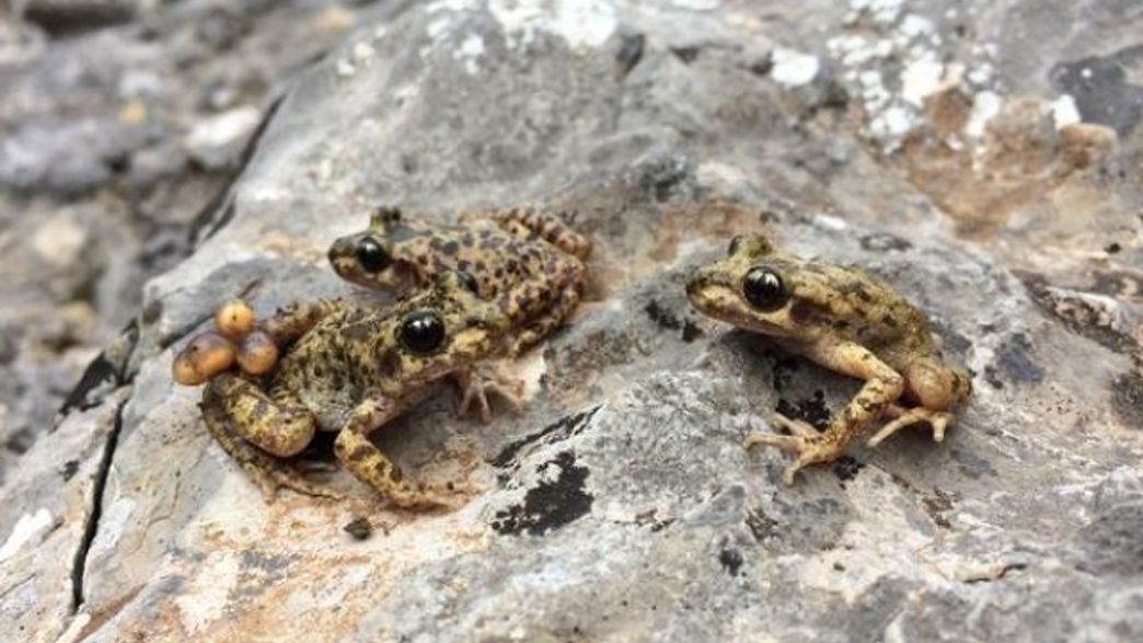 Scientists Cure Wild Population Of Frogs Of Deadly Fungus | IFLScience