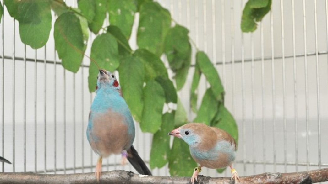 These Birds Tap Dance So Fast It's Invisible To The Naked Eye | IFLScience