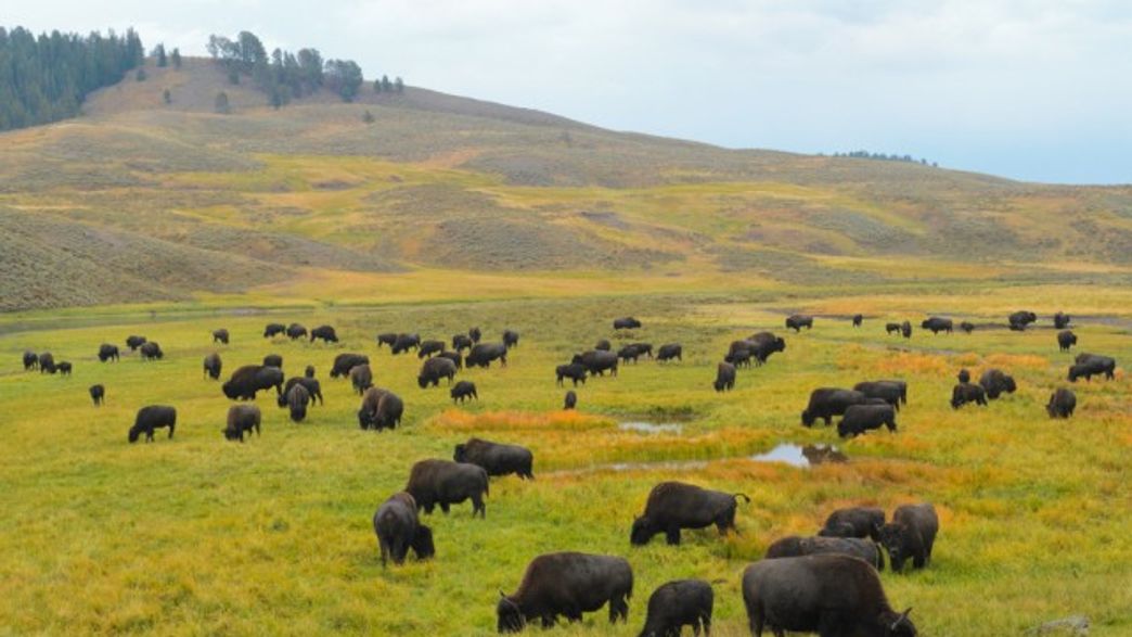 Yellowstone Considers Culling 1,000 Bison | IFLScience