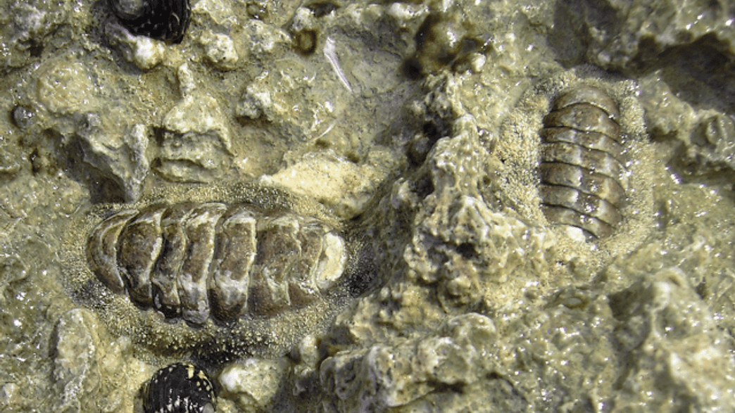 These Mollusks Have Hundreds of Eyes In Their Armor | IFLScience