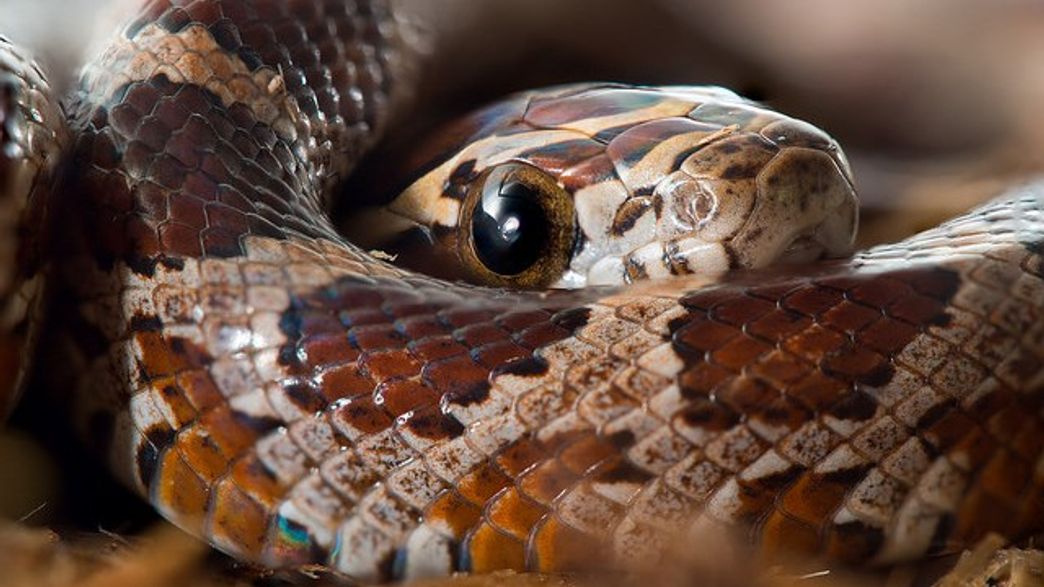 Watching A Snake Give Birth To Live Offspring Is Incredibly Unsettling Watching A Snake Give Birth To Live Offspring Is Incredibly Unsettling