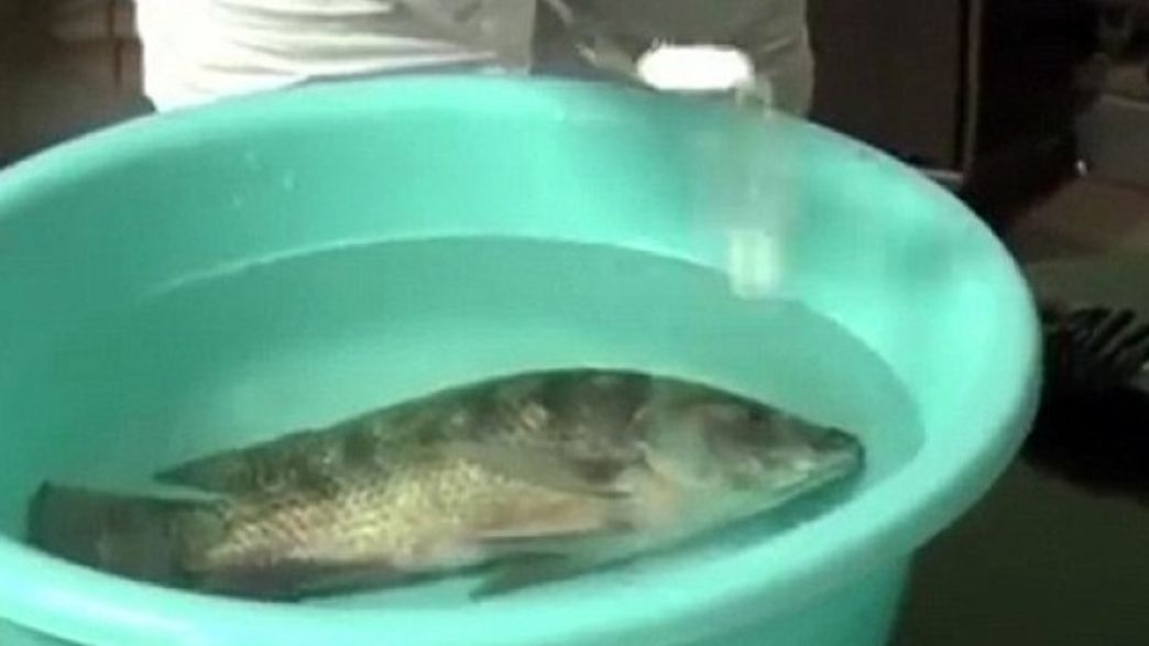 Bizarre Viral Video Appears To Show Dead Fish Coming Back To Life ...