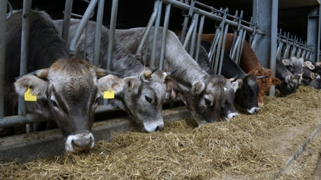 China Is Building An Animal Cloning Factory | IFLScience